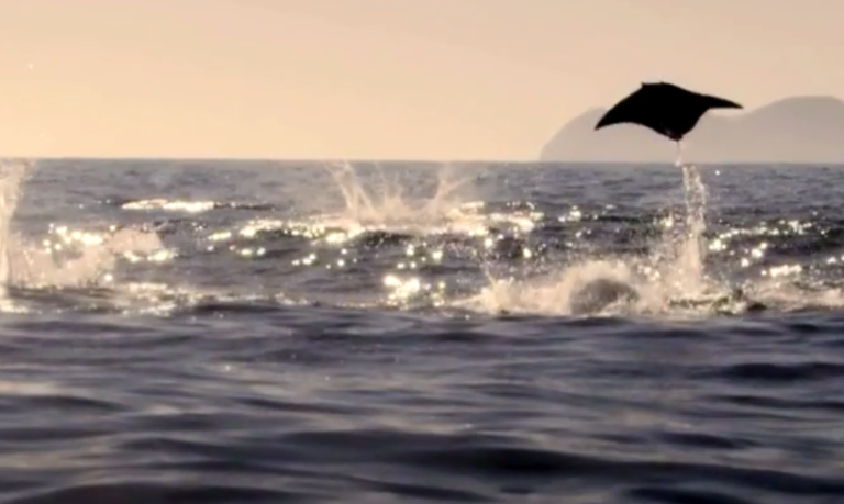 Fabulous Flying Mobula Rays - The Big Picture